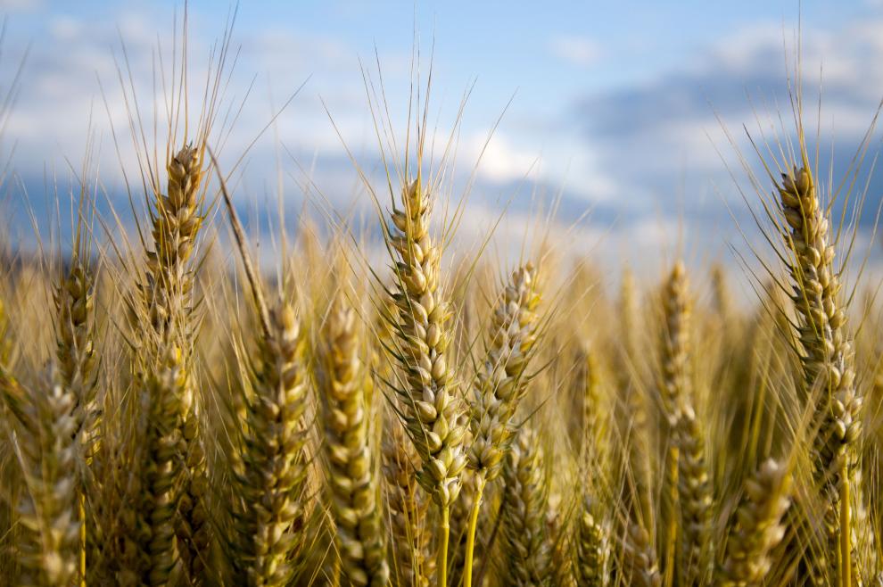 Inspirace do nové pěstitelské sezony – pšenice ozimá | Moje hnojiva